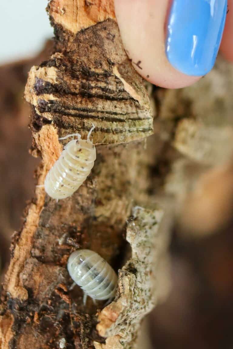 What Are Isopods? Crustacean Critters Explained!