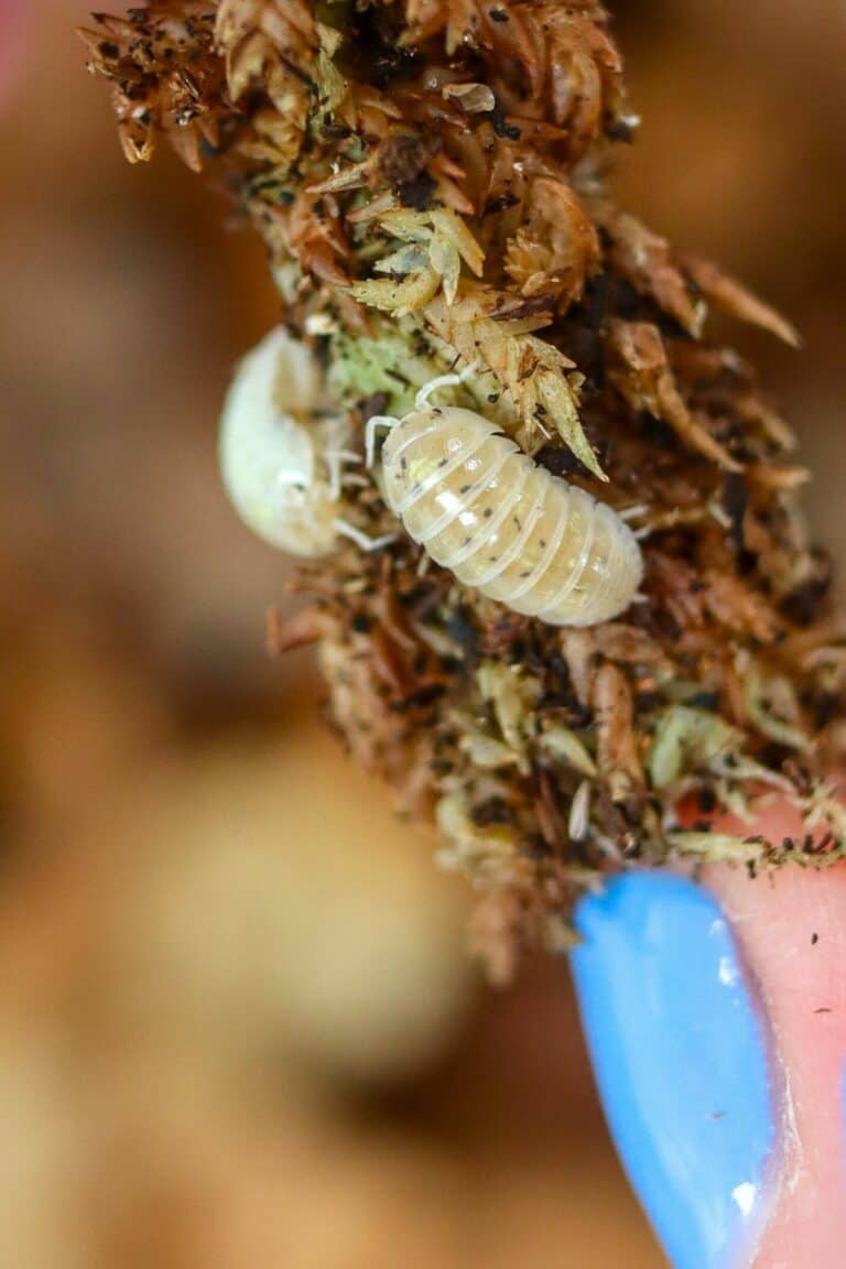 The Complete Pet Isopod Guide: Picks, Enclosure Setup & Care