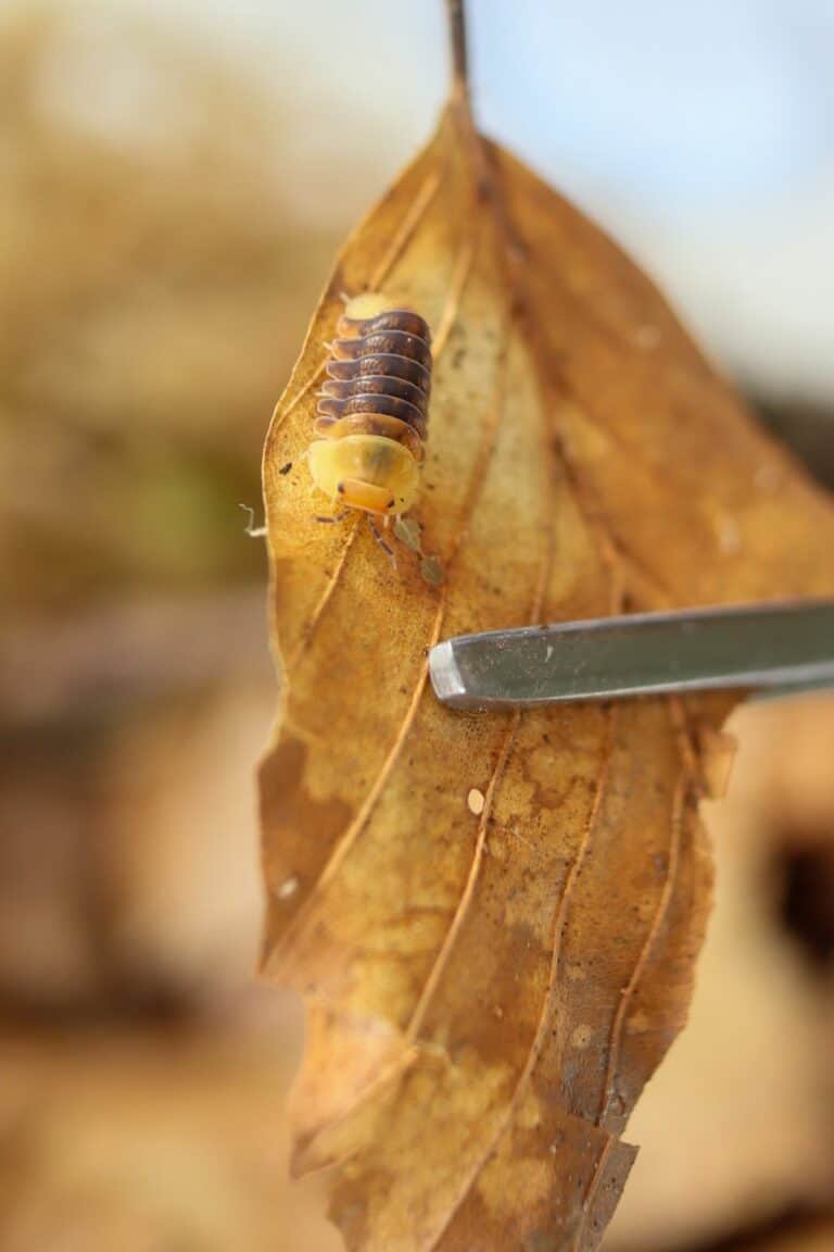 The Complete Pet Isopod Guide: Picks, Enclosure Setup & Care
