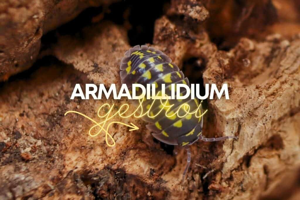 Armadillidium gestroi (Yellow Spotted Isopods) Care & Use