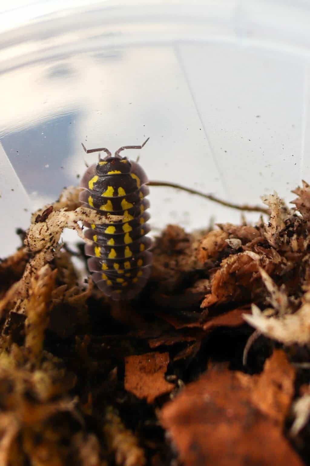 Armadillidium gestroi (Yellow Spotted Isopods) Care & Use