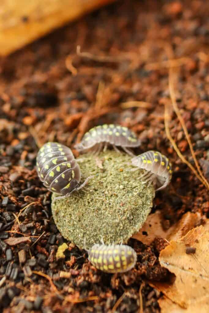 Armadillidium gestroi (Yellow Spotted Isopods) Care & Use