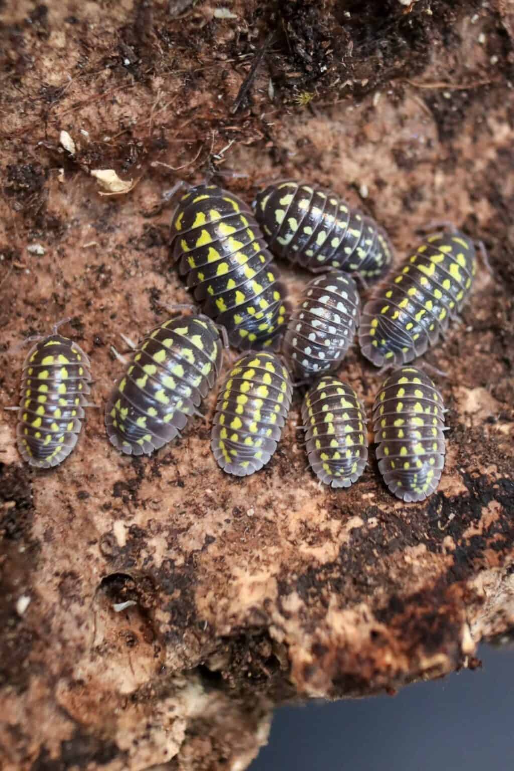Armadillidium gestroi (Yellow Spotted Isopods) Care & Use