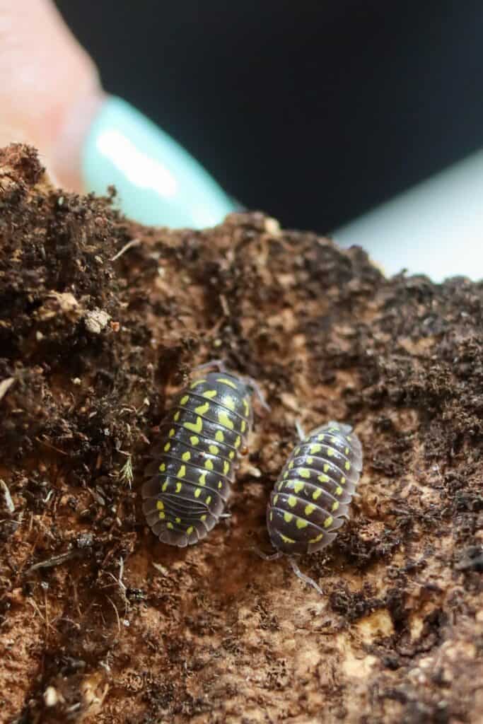 Armadillidium gestroi (Yellow Spotted Isopods) Care & Use