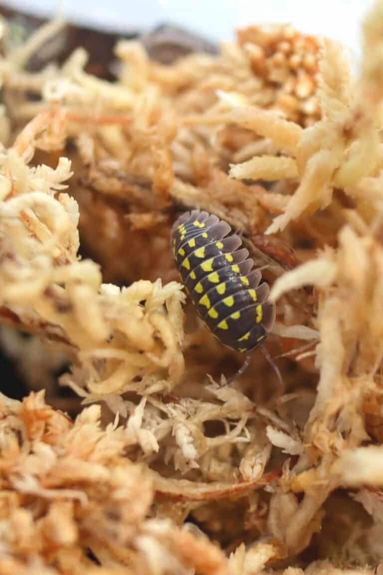 Types of Isopods - A Collector's Guide (Cool & Cute Species ...