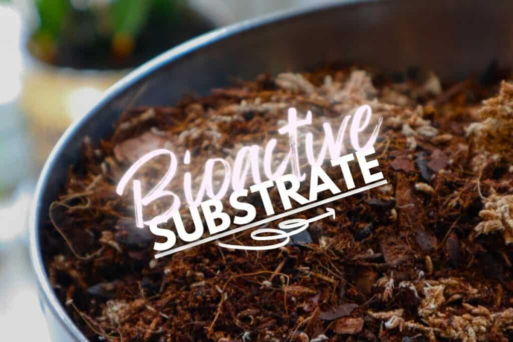 How to Make a Bioactive Substrate Mix (Recipe + Guide)