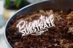 How to Make a Bioactive Substrate Mix (Recipe + Guide)