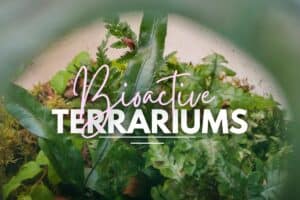 What is a Bioactive Terrarium? (+ How to Make One) - Terrarium Tribe