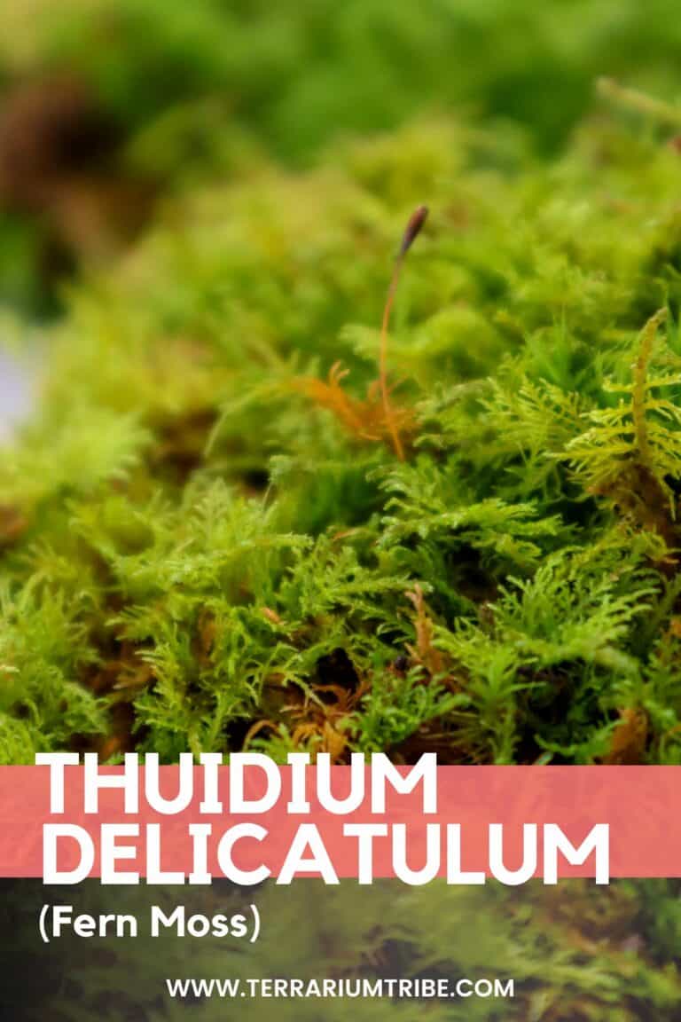 The Complete Guide to Fern Moss (Thuidium delicatulum)
