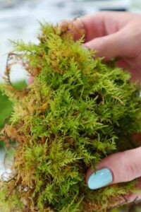The Complete Guide to Fern Moss (Thuidium delicatulum)