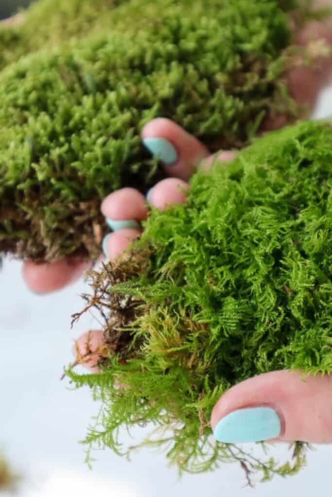 The Complete Guide to Fern Moss (Thuidium delicatulum)