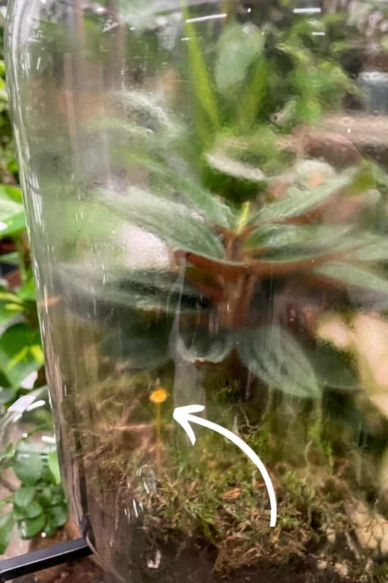 Mushrooms in Terrariums: Do You Need to Worry? - Terrarium Tribe
