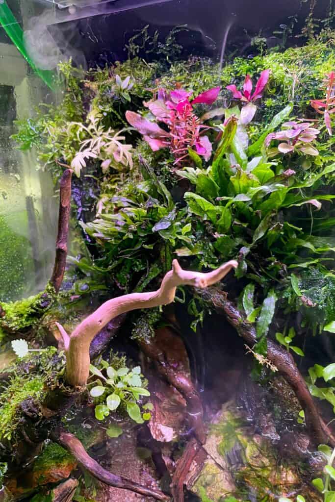 Paludarium 101: Creating a Thriving Semi-Aquatic Paradise