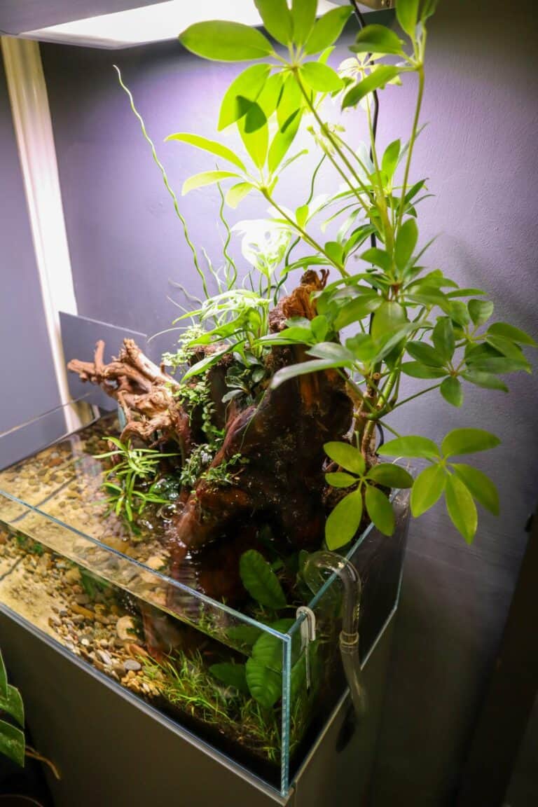 Paludarium 101: Creating a Thriving Semi-Aquatic Paradise