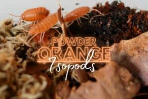 How to Care for Powder Orange Isopods (Porcellionides pruinosus)