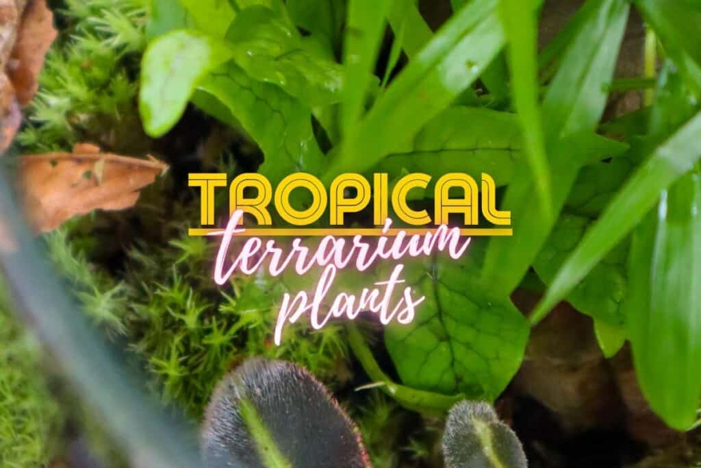 11 Totally Tropical Terrarium Plants for a Slice of Paradise ...