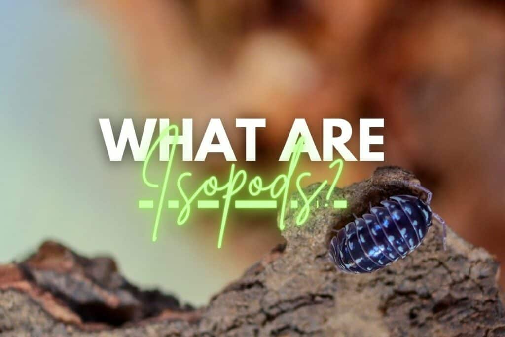 What Are Isopods? Crustacean Critters Explained!