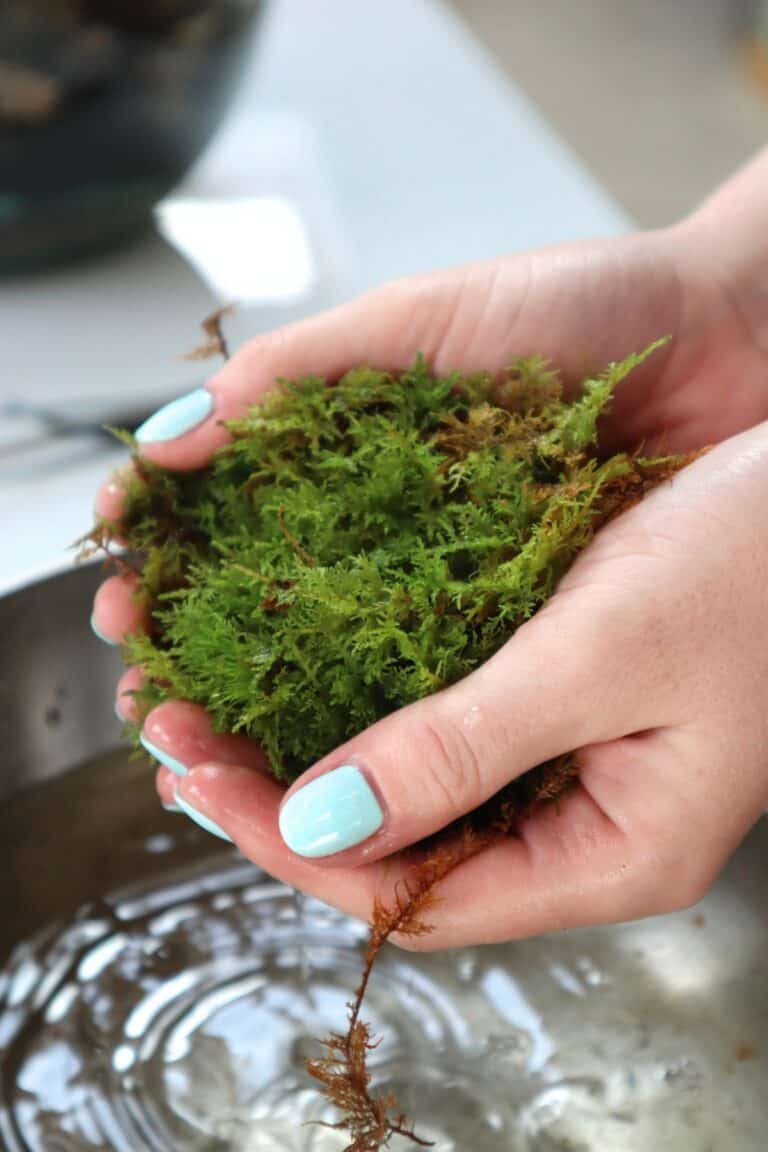 How to Preserve Moss for Decoration & Wall Art [Easy Guide] - Terrarium ...