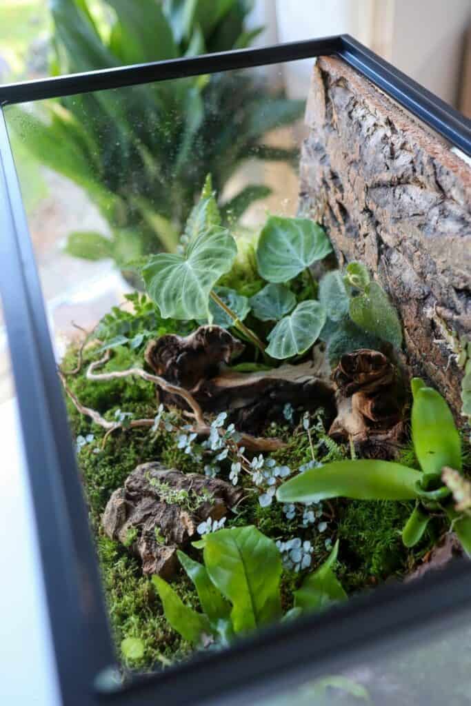 10 Dynamic Types of Wood for Terrariums (+ Photos) - Terrarium Tribe