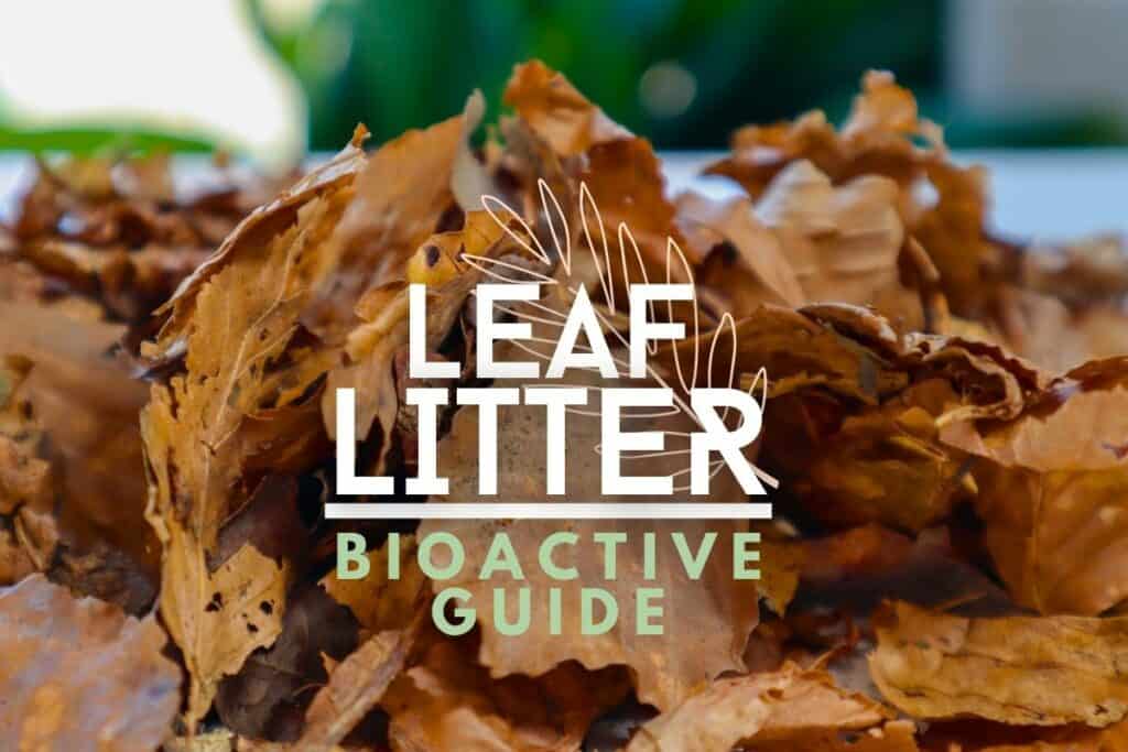 Leaf Litter 101 The Complete Bioactive Guide For Terrariums