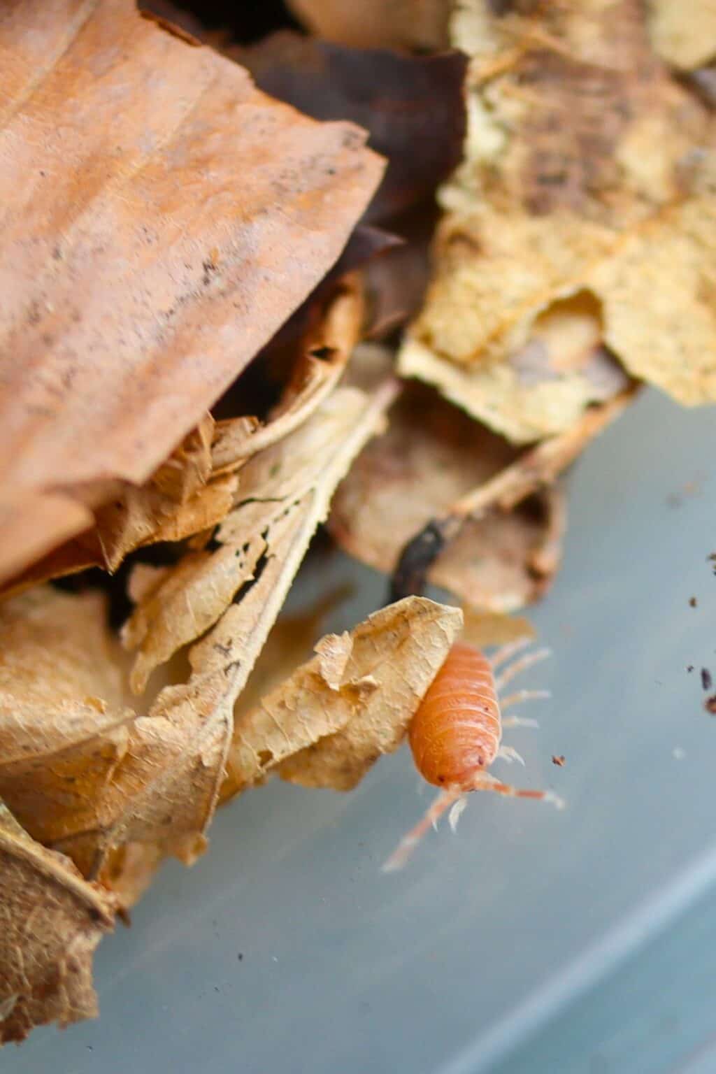Powder Orange Isopods (Porcellionides pruinosus) Care Guide