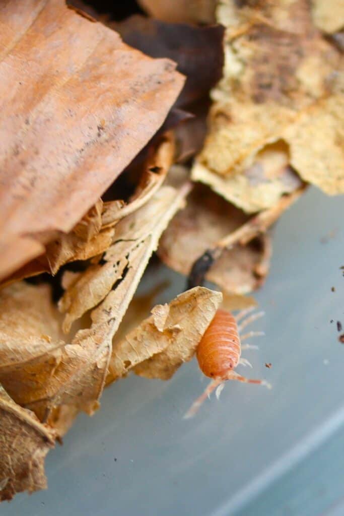 Powder Orange Isopods (Porcellionides pruinosus) Care Guide