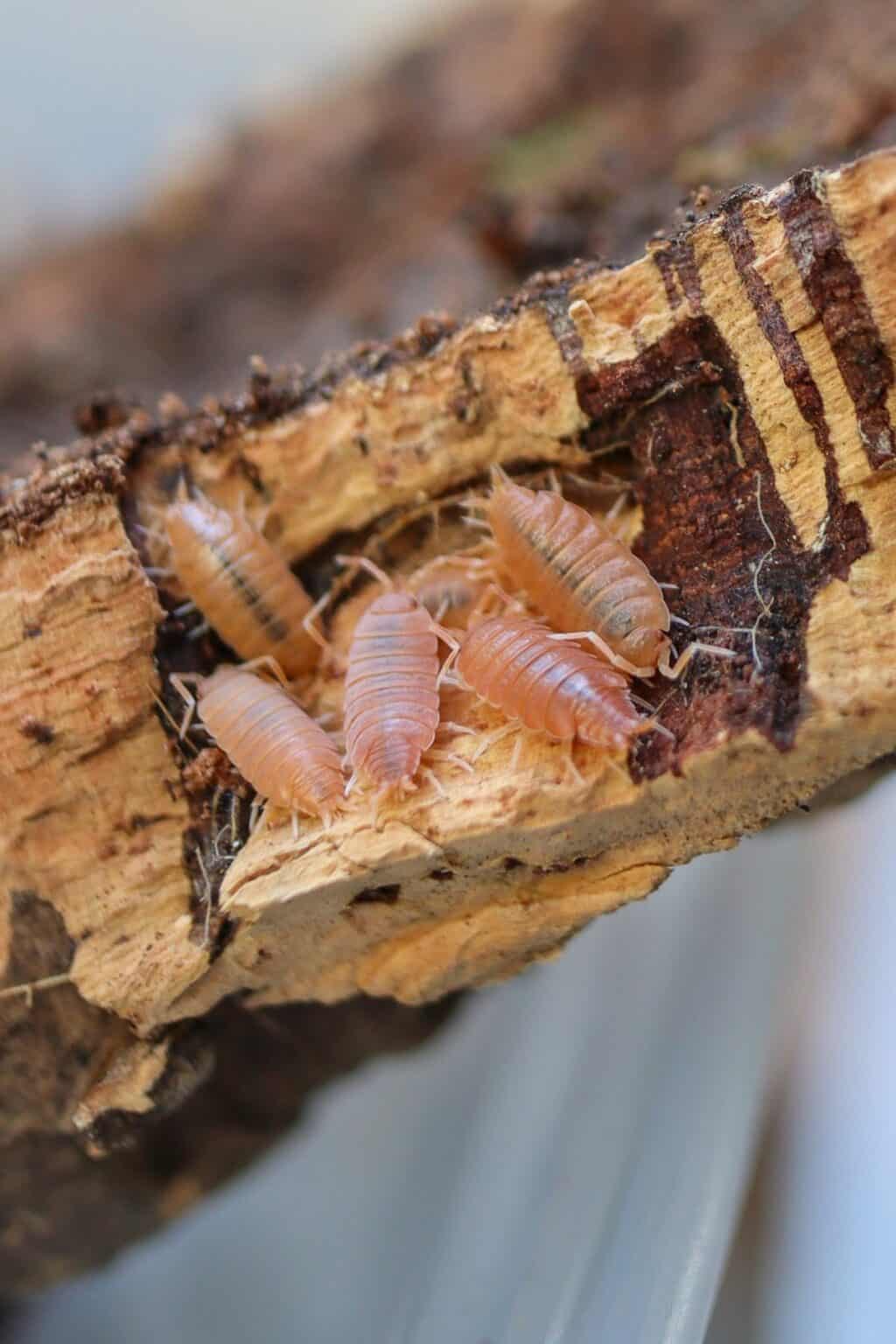 Powder Orange Isopods (Porcellionides pruinosus) Care Guide