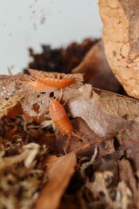 Powder Orange Isopods (Porcellionides pruinosus) Care Guide