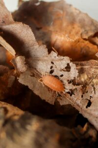 Powder Orange Isopods (Porcellionides pruinosus) Care Guide