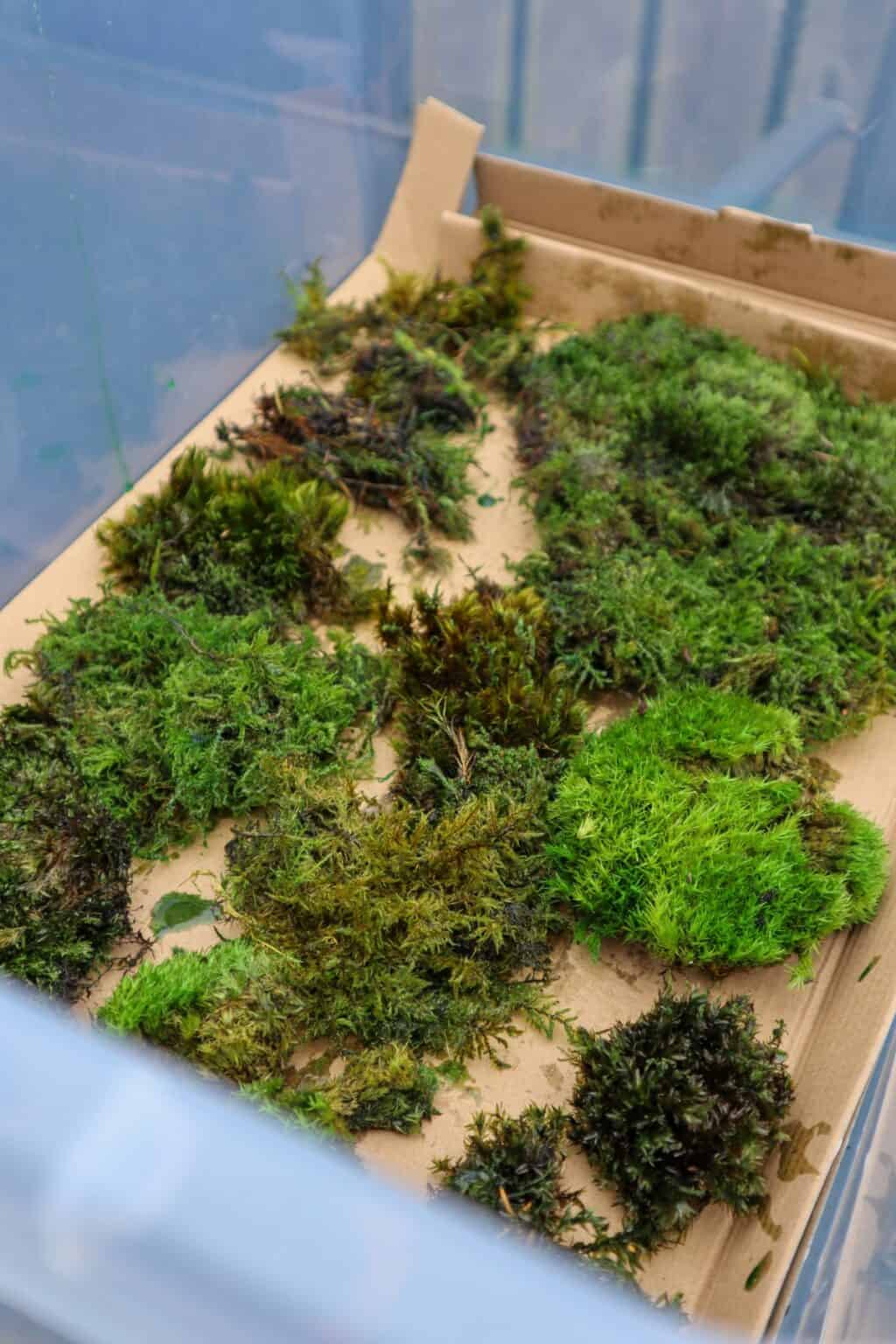 How to Preserve Moss for Decoration & Wall Art [Easy Guide] - Terrarium ...