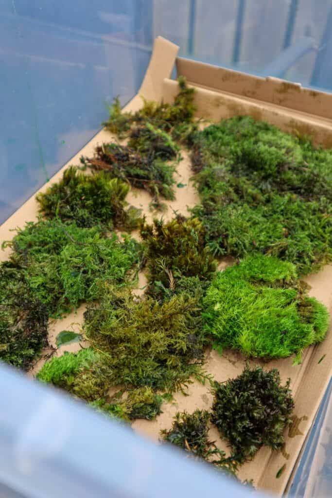 How to Preserve Moss for Decoration & Wall Art [Easy Guide] - Terrarium ...