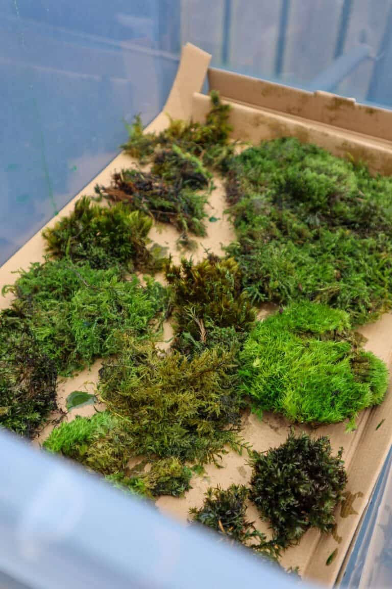 How to Preserve Moss for Decoration & Wall Art [Easy Guide] - Terrarium ...
