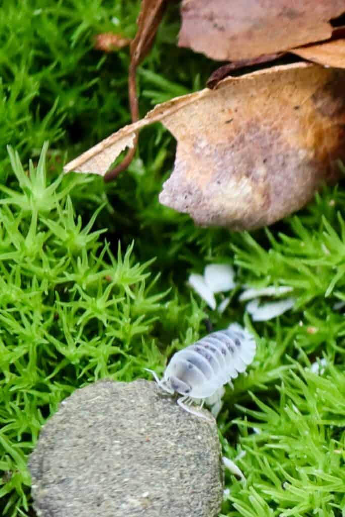 Shiro Utsuri Isopods (Nesodillo archangeli) Care Guide