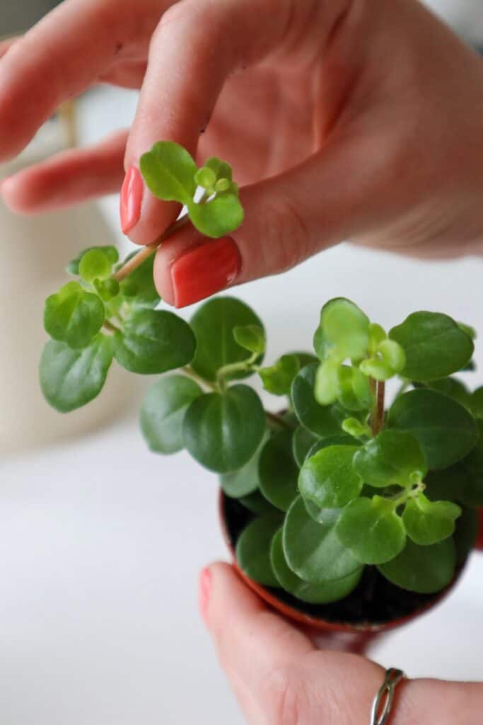 Peperomia rotundifolia (Trailing Jade): The Complete Guide