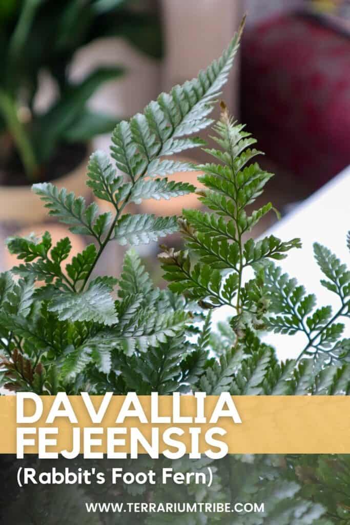 Davallia fejeensis: How to Grow the Mini Rabbit's Foot Fern