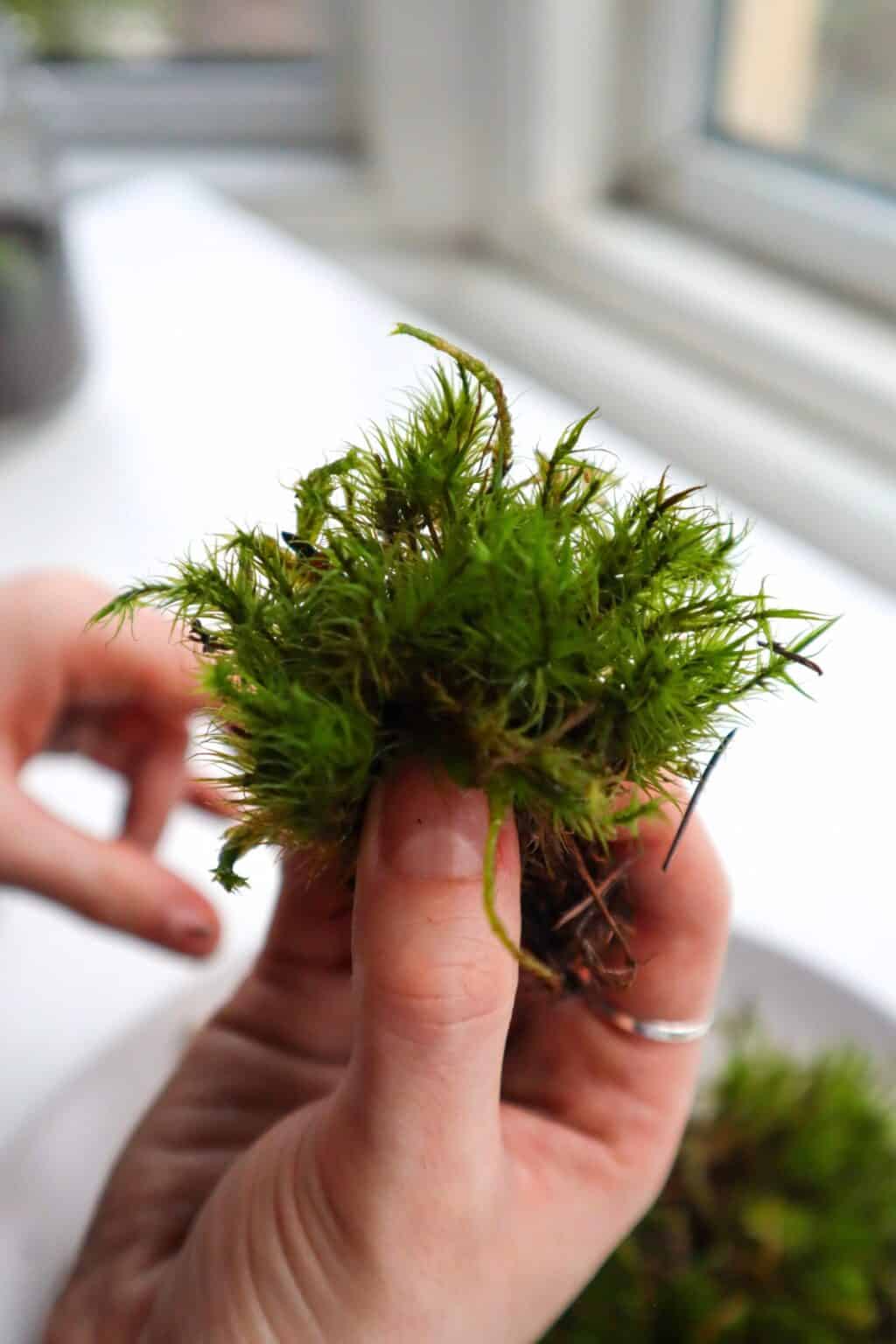Leucobryum glaucum (Cushion Moss / Pillow Moss) Care Tips