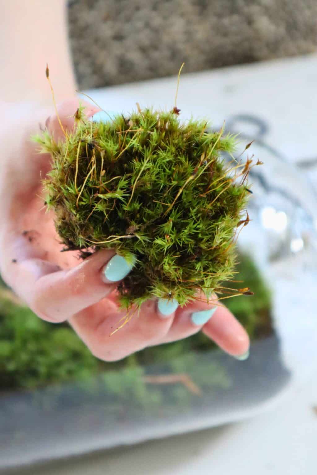 Mood Moss 101: Growth & Care Guide (Dicranum scoparium)