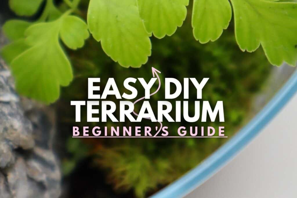How to Make a Terrarium - A Beginner’s Guide (Step-By-Step)