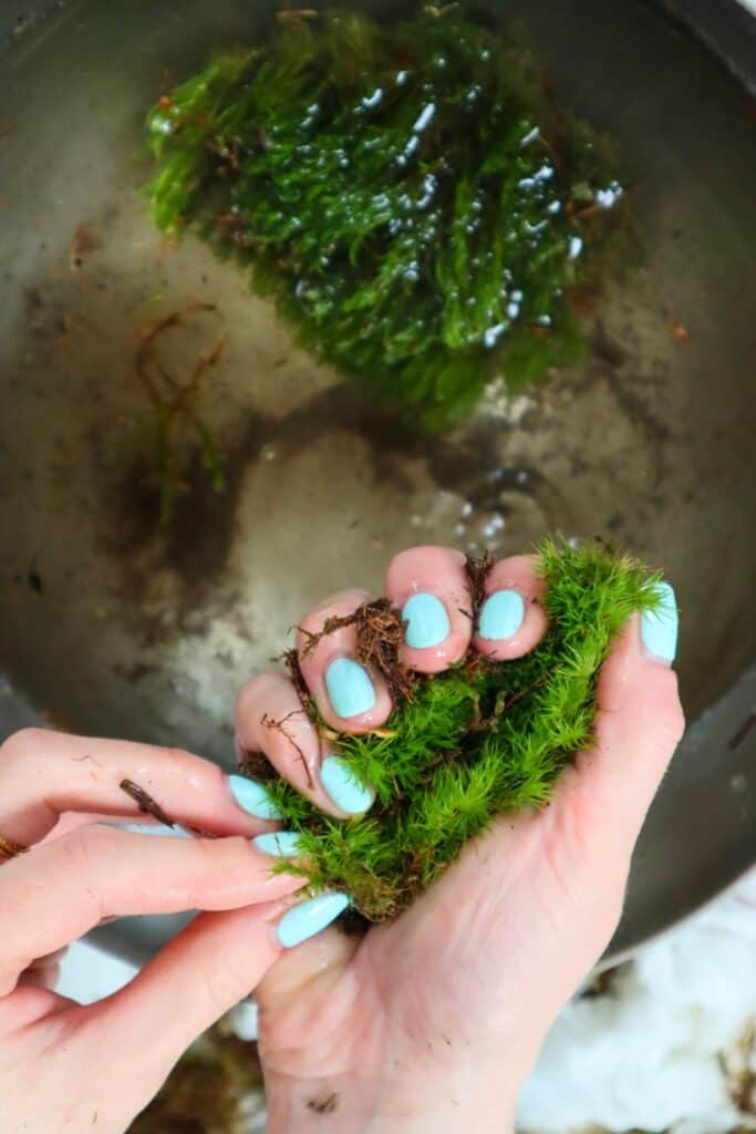 Mood Moss 101: Growth & Care Guide (Dicranum scoparium)