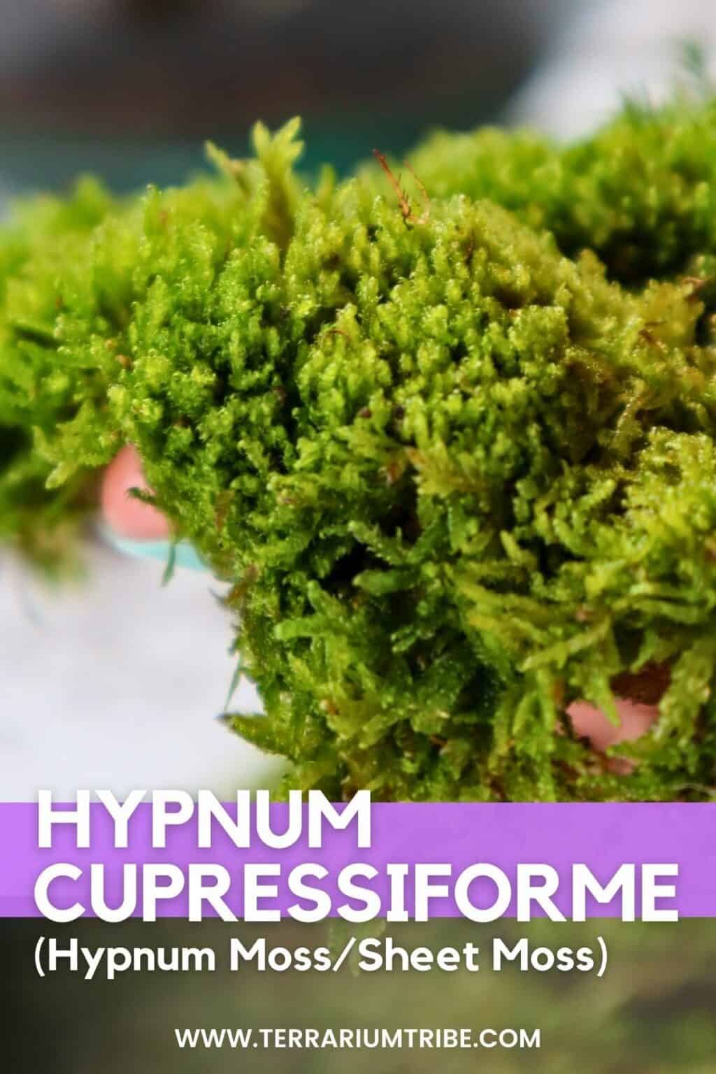How to Grow Hypnum Moss (Hypnum cupressiforme)