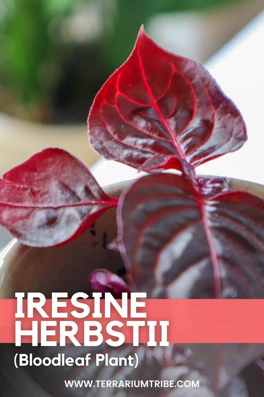 A Devilish Guide to Iresine herbstii Care (Bloodleaf Plant)