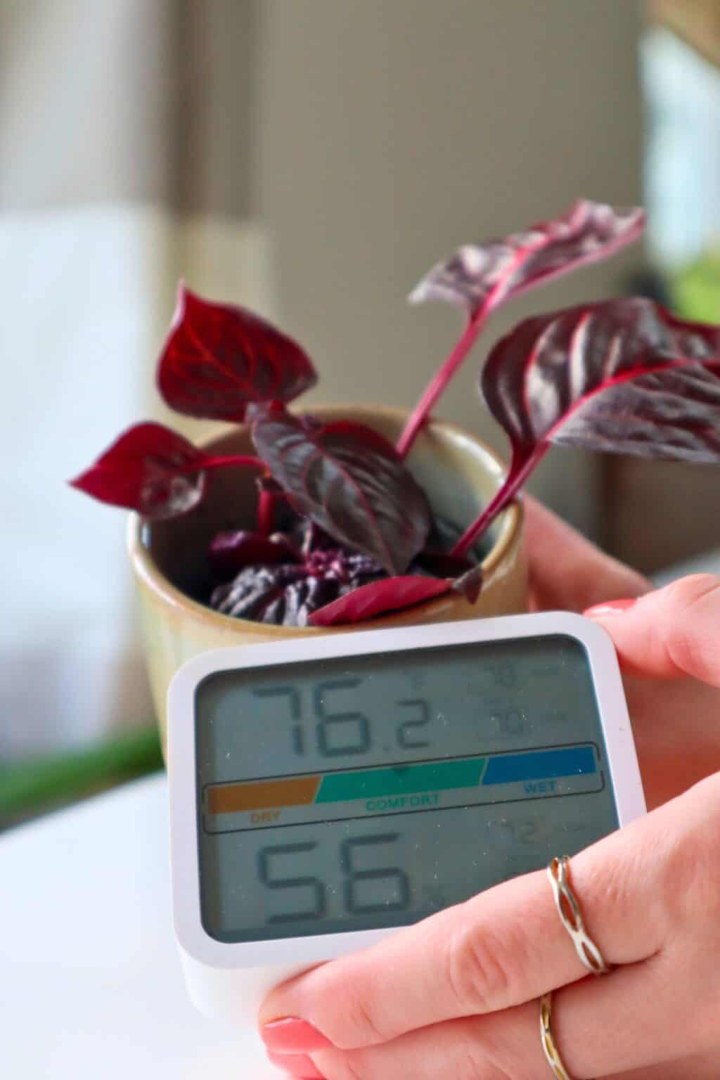 A Devilish Guide to Iresine herbstii Care (Bloodleaf Plant)