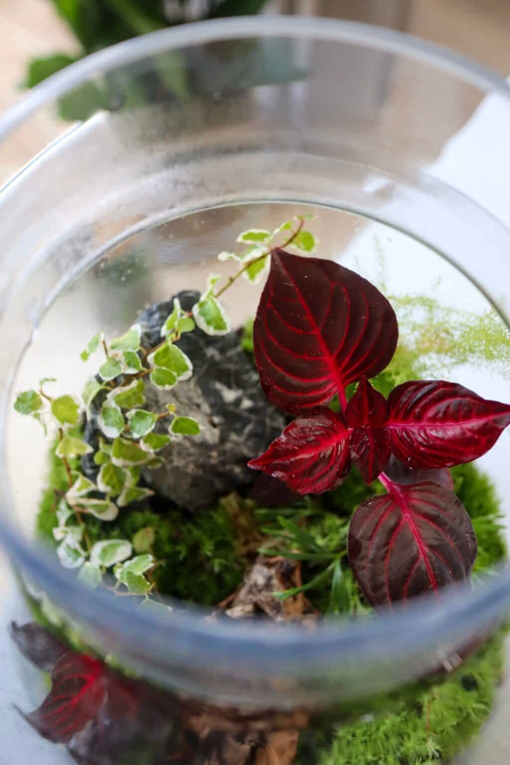 A Devilish Guide to Iresine herbstii Care (Bloodleaf Plant)