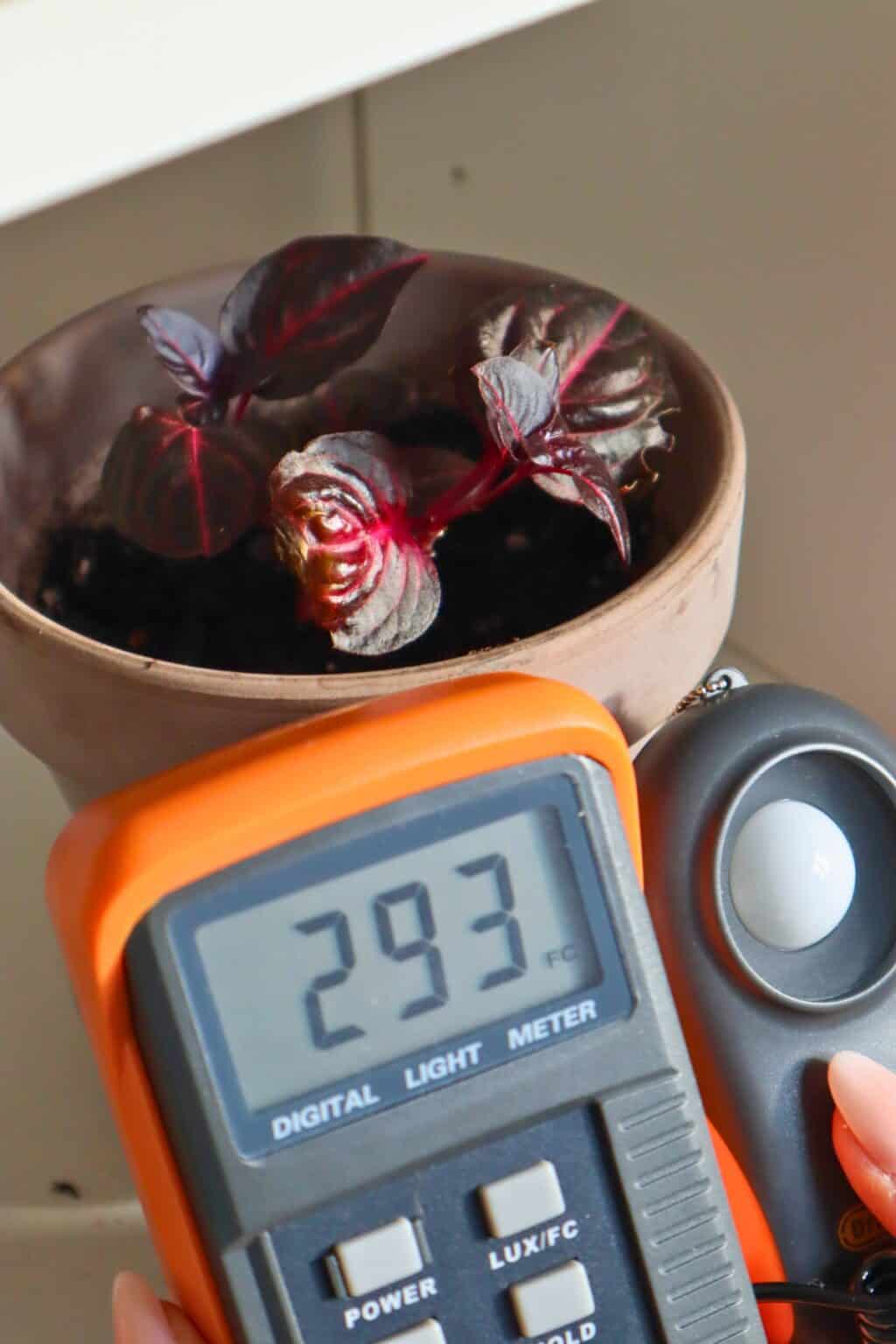 A Devilish Guide to Iresine herbstii Care (Bloodleaf Plant)