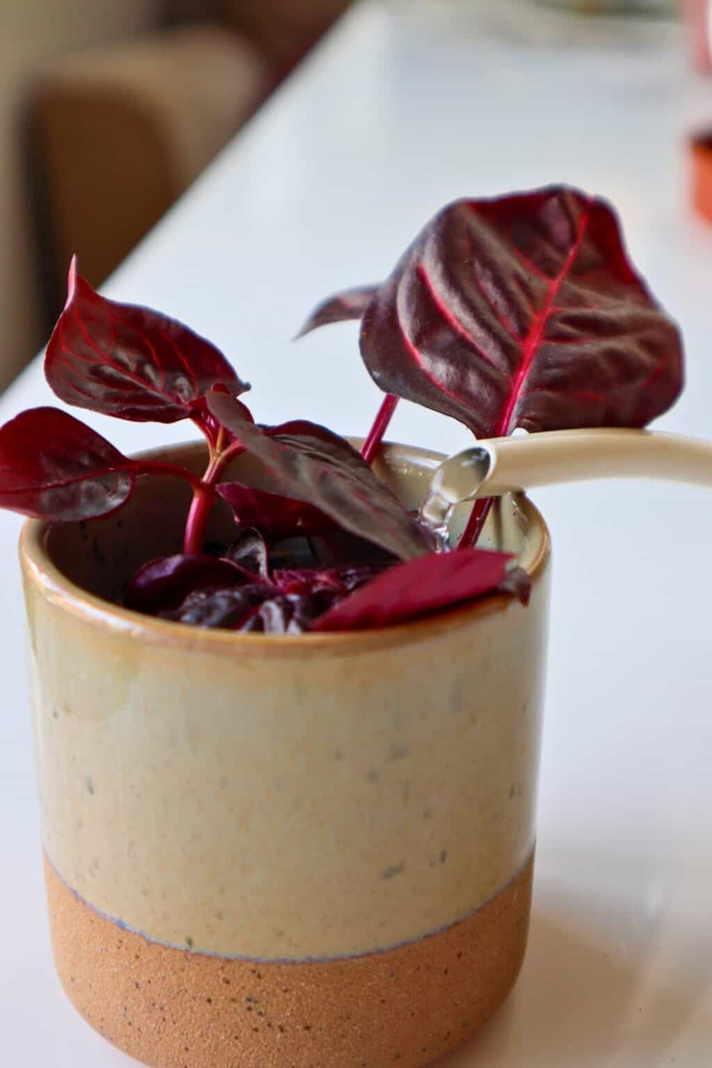 A Devilish Guide to Iresine herbstii Care (Bloodleaf Plant)