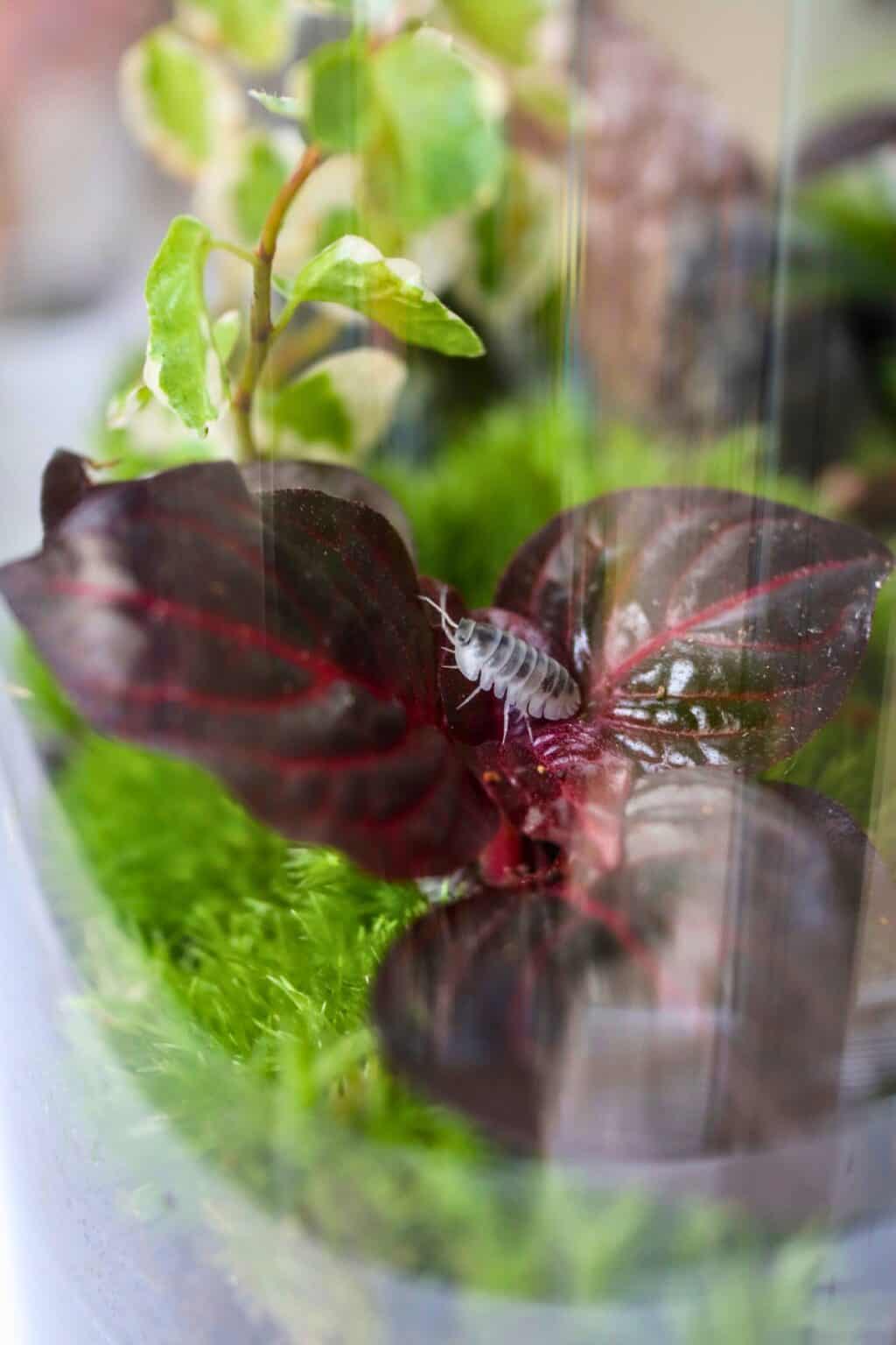 8 Exotic Insect & Bug Pets (Perfect for Terrariums)