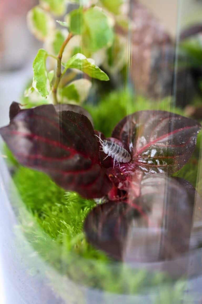 8 Exotic Insect & Bug Pets (Perfect for Terrariums)