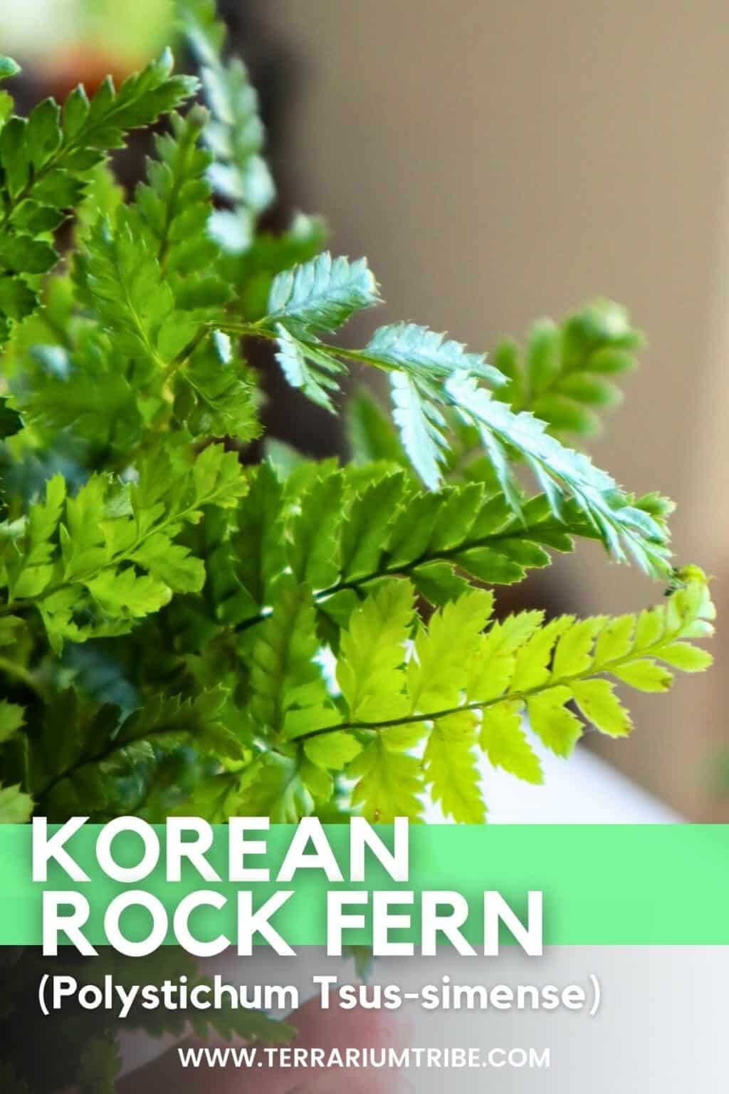 Korean Rock Fern (Polystichum Tsus-simense) Care + Growth