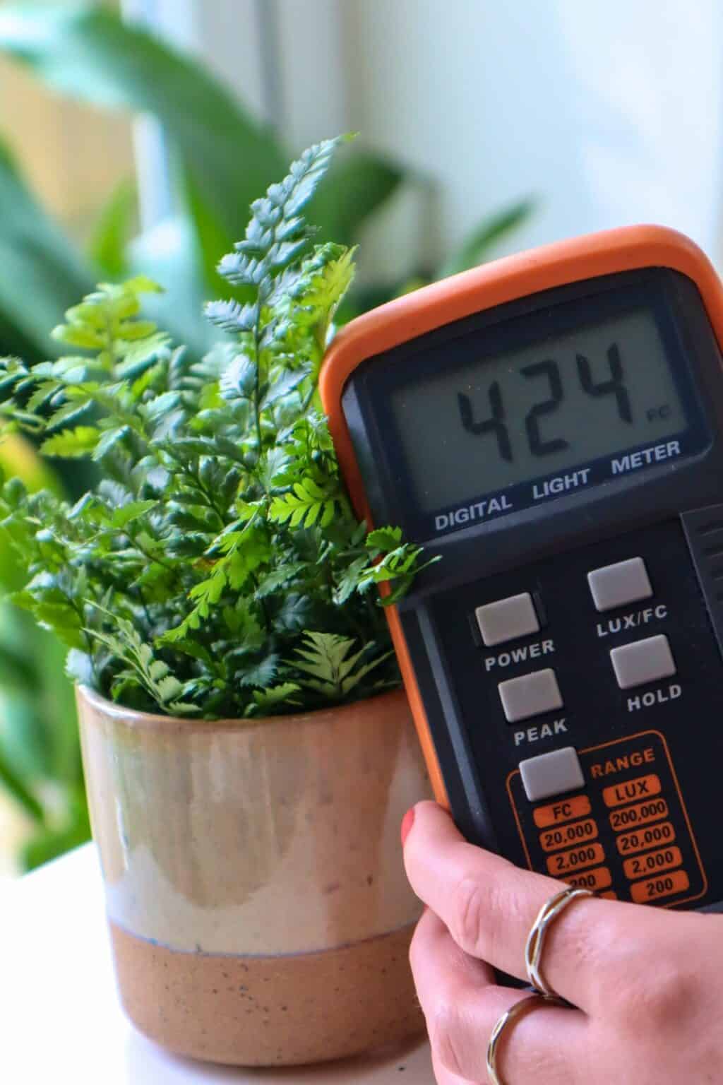 Korean Rock Fern (Polystichum Tsus-simense) Care + Growth