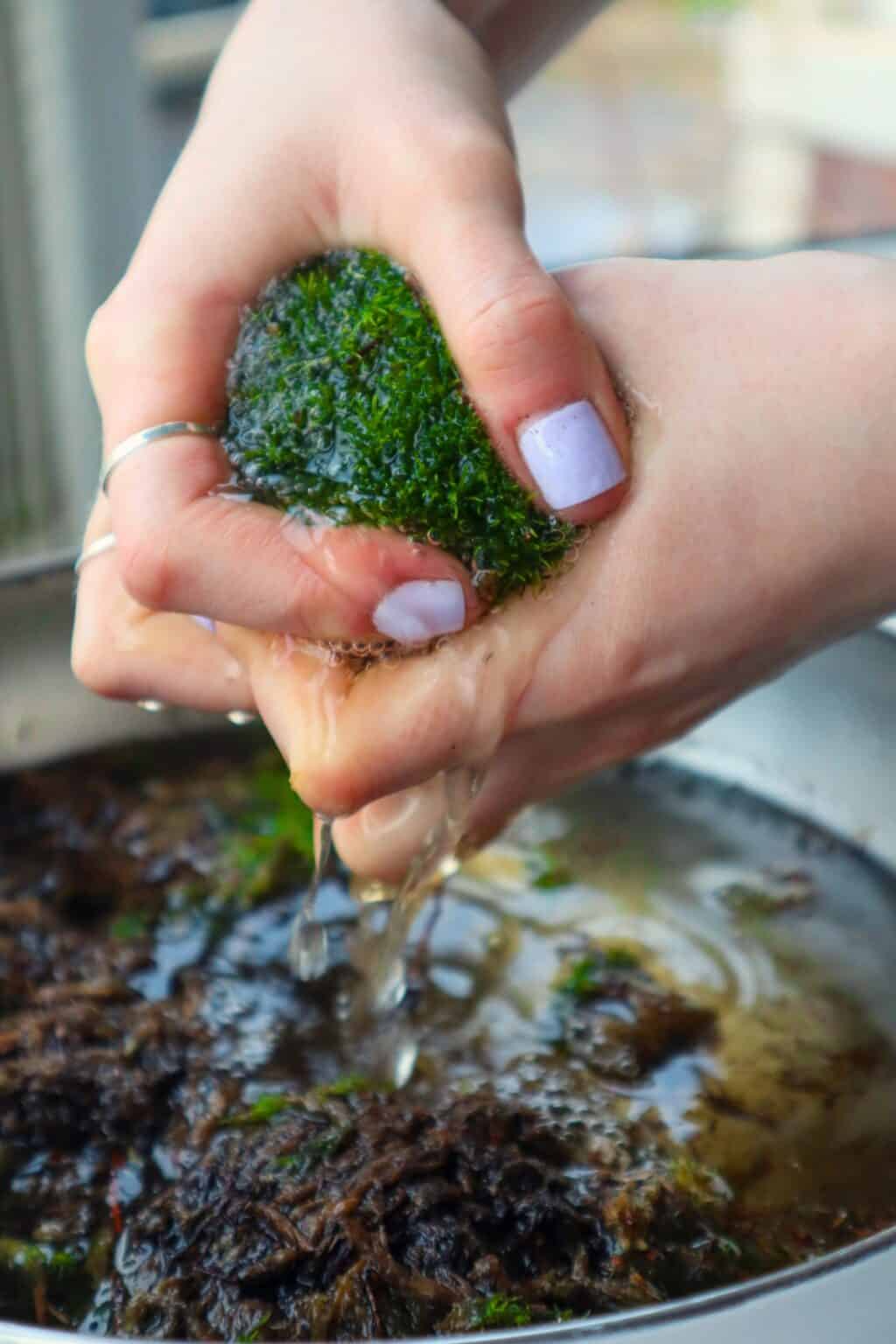 Leucobryum glaucum (Cushion Moss / Pillow Moss) Care Tips